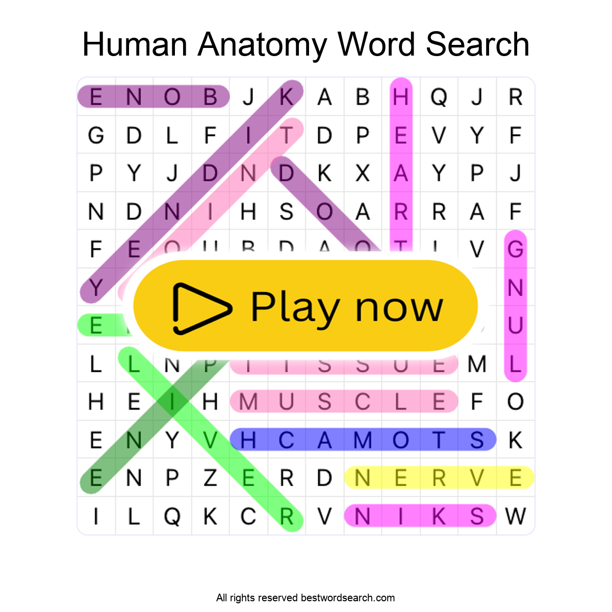 Human Anatomy | Science Word Search